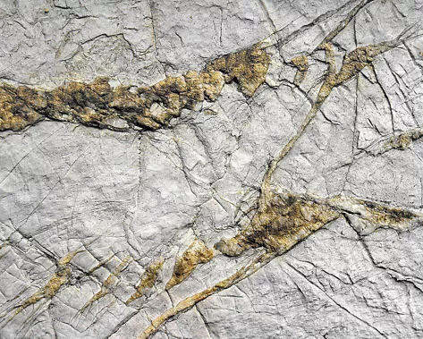 Iconic Earth | Carpet Tile Collection | Mohawk Group